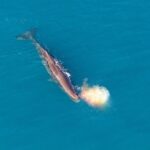 Kaikoura Helicopters Top n Tail Whale Watch flight - The Itinerary in Detail