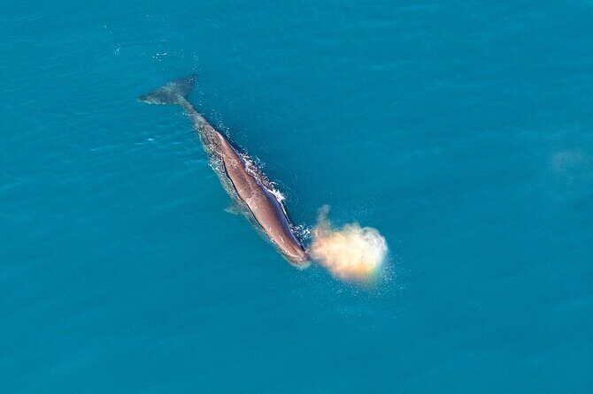 Kaikoura Helicopters Top n Tail Whale Watch flight - The Itinerary in Detail