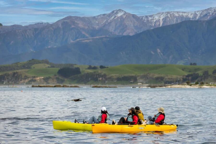 Kaikoura: Private Guided Kayak Tour with Seals - Who Will Love This Tour?