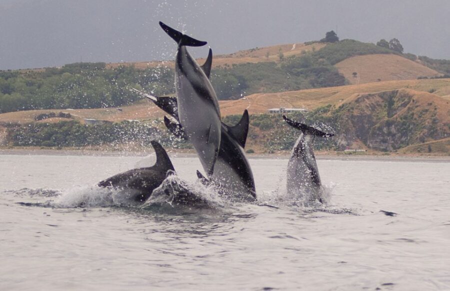 Kaikoura: Sunset Evening Kayaking Tour - Key Points