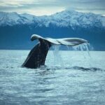Kaikoura Whale Watch Day Tour from Christchurch - The Itinerary: What to Expect During the Day