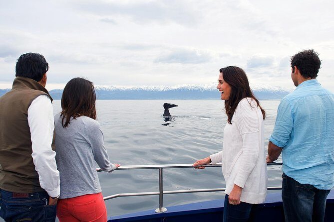 Kaikoura Whale Watch Day Tour from Christchurch - Land Encounters: Seals and the Kaikoura Range