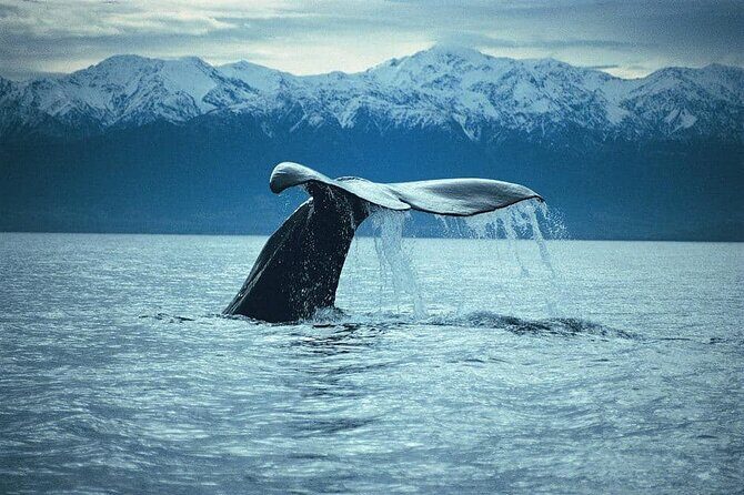 Kaikoura Whale Watch Day Tour from Christchurch - The Itinerary: What to Expect During the Day