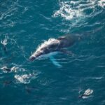 Kaikoura Whale Watching - 45 Minute Ocean Safari - What to Expect from the Itinerary