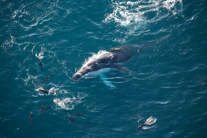 Kaikoura Whale Watching - 45 Minute Ocean Safari - What to Expect from the Itinerary