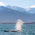 Kaikoura: Whale Watching Cruise - Value and Price Analysis