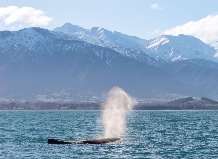 Kaikoura: Whale Watching Cruise - Value and Price Analysis