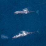 Kaikoura: Whale Watching Flight - Pricing and Value