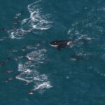 Kaikoura: Whale Watching Flight with Guided Commentary - The Itinerary: What to Expect from Start to Finish