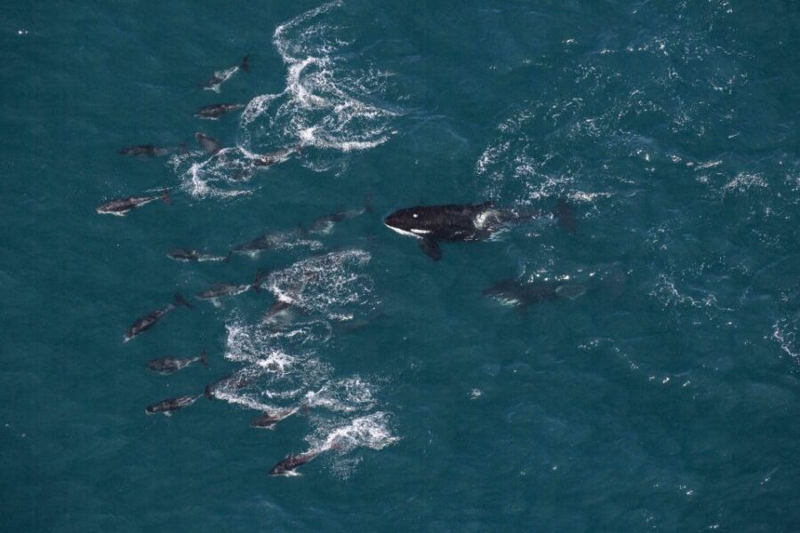 Kaikoura: Whale Watching Flight with Guided Commentary - The Itinerary: What to Expect from Start to Finish