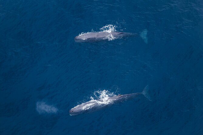 Kaikoura: Whale Watching Flight - Pricing and Value