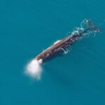 Kaikoura Whales - Detailed Breakdown of the Itinerary