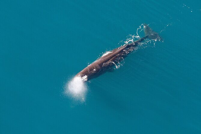 Kaikoura Whales - Detailed Breakdown of the Itinerary
