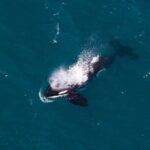 Kaikura Whale Watching and Scenic Landing - 1hr Premier Tour - Analyzing the Value
