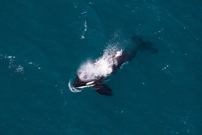 Kaikura Whale Watching and Scenic Landing - 1hr Premier Tour - Analyzing the Value
