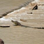 Kakadu National Park Full Day Tour - Sacred Owl Tours - Tour 3A - The Value of This Tour