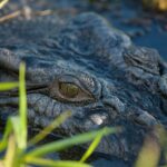 Kakadu National Park Yellow Water Sunset Cruise -Sacred Owl Tours - What Makes This Tour Stand Out