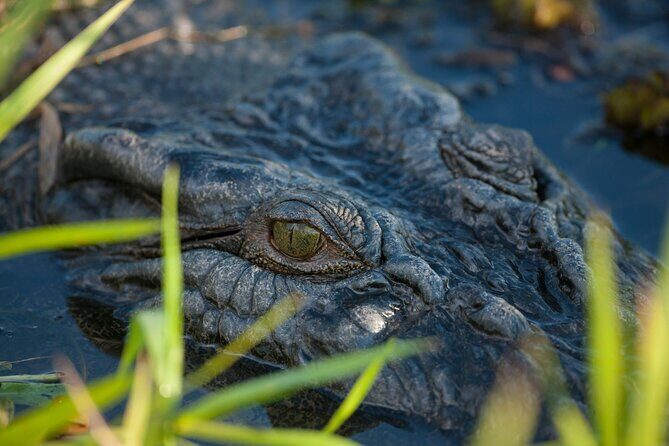 Kakadu National Park Yellow Water Sunset Cruise -Sacred Owl Tours - What Makes This Tour Stand Out