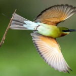 Kalametiya Sanctuary: Bird Watching by Private Boat Tour - Final Thoughts