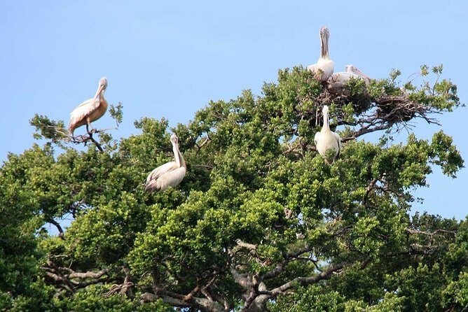Kalametiya Sanctuary Birdwatching Boat Ride - Who Will Enjoy This Tour?