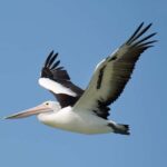 Kalbarri: Murchison River Wilderness Wildlife Cruise - The Itinerary: What You’ll Experience