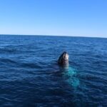 Kalbarri Whale Watching Tour - Authentic Experiences as Highlighted by Visitors