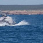 Kalbarri Whale Watching Tour - The Sum Up
