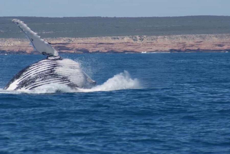 Kalbarri Whale Watching Tour - The Sum Up