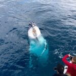Kalbarri Whale Watching Tour Guided - The Itinerary: What to Expect