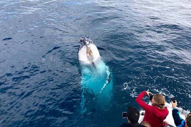 Kalbarri Whale Watching Tour Guided - The Itinerary: What to Expect
