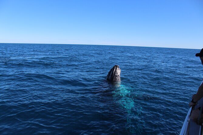 Kalbarri Whale Watching Tour - Authentic Experiences as Highlighted by Visitors