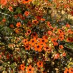 Kalbarri Wildflower Tour - The Benefits of a Guided Tour in Wildflower Season