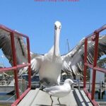 Kalgan Queen Scenic Cruises a four hour sheltered water wildlife tour daily fun. - Who Will Love This Tour?
