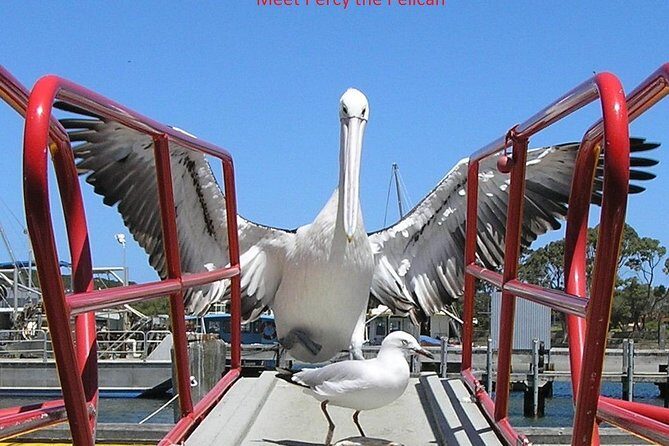 Kalgan Queen Scenic Cruises a four hour sheltered water wildlife tour daily fun. - Who Will Love This Tour?