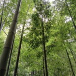 Kamakura: Hidden Gems and Sacred Sites Guided Tour - Key Points