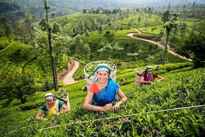 Kandy Private Day Tour Ahungalla/Kosgoda/Bentota/Beruwala/Kaluthara - Authentic Experience and Traveler Feedback