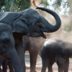 Kandy to Pinnawala Orphanage and Ambuluwawa Guided Day Tour - A Thorough Look at the Tour Experience