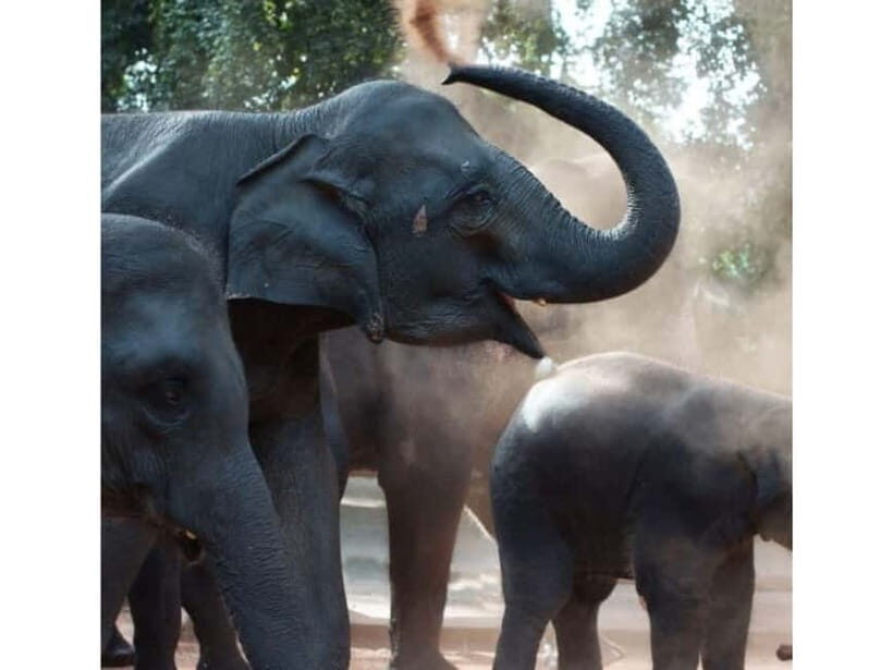 Kandy to Pinnawala Orphanage and Ambuluwawa Guided Day Tour - A Thorough Look at the Tour Experience
