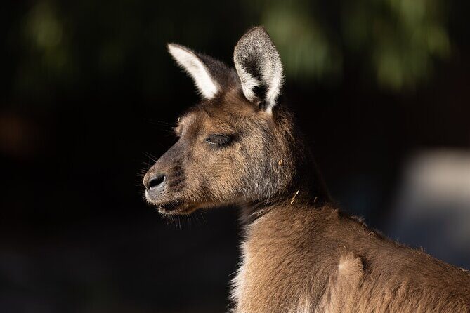 Kangaroo Experience at Healesville Sanctuary - excl. entry - The Value of This Experience