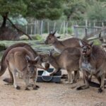 Kangaroo Experience at Melbourne Zoo - excl. entry - Practical Details That Matter