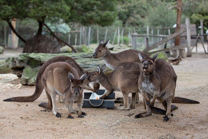 Kangaroo Experience at Melbourne Zoo - excl. entry - Practical Details That Matter