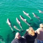 Kangaroo Island 75-Minute Coastal Safari - The Sum Up