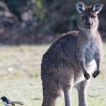 Kangaroo Island Luxury Small Group 'Island Life' Full Day Tour - Practical Tips for Booking and Participation