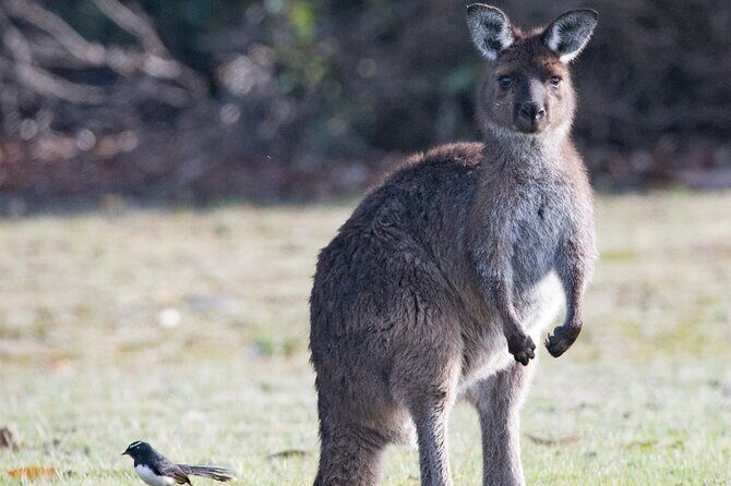 Kangaroo Island Luxury Small Group 'Island Life' Full Day Tour - Practical Tips for Booking and Participation
