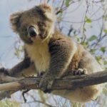 Kangaroo Island Shore Excursion Scenic Trail Tour - The Itinerary in Detail
