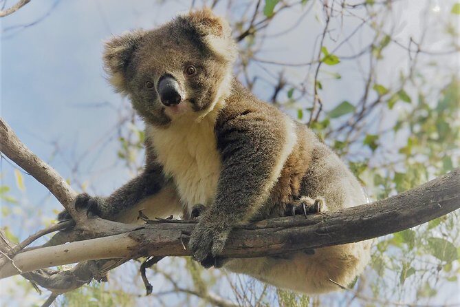 Kangaroo Island Shore Excursion Scenic Trail Tour - The Itinerary in Detail