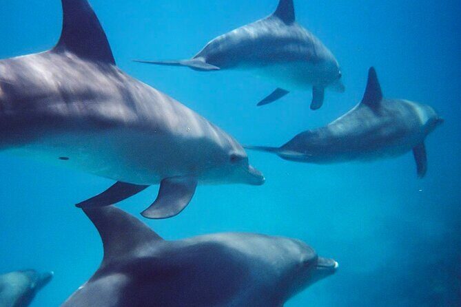 Kangaroo Island - Swim with Dolphins/Seals/Coastal Snorkel - Practical Details and Considerations