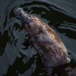 Kangaroos and Koala Experience Tour - Is This Tour Worth the Price?