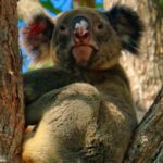 Kangaroos & Koalas in the Wild - Private Nature Experience - Who Will Love This Tour?