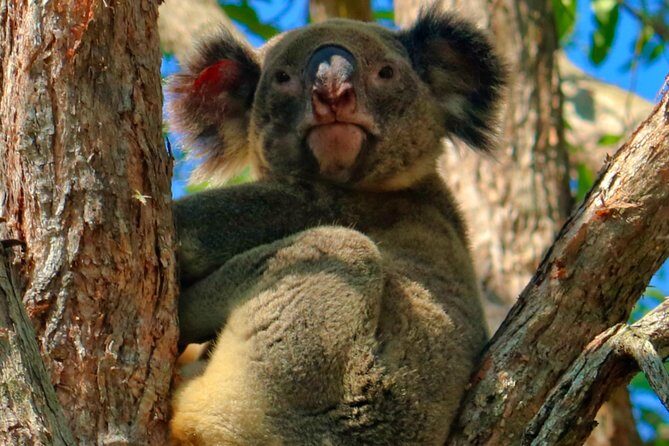 Kangaroos & Koalas in the Wild - Private Nature Experience - Who Will Love This Tour?